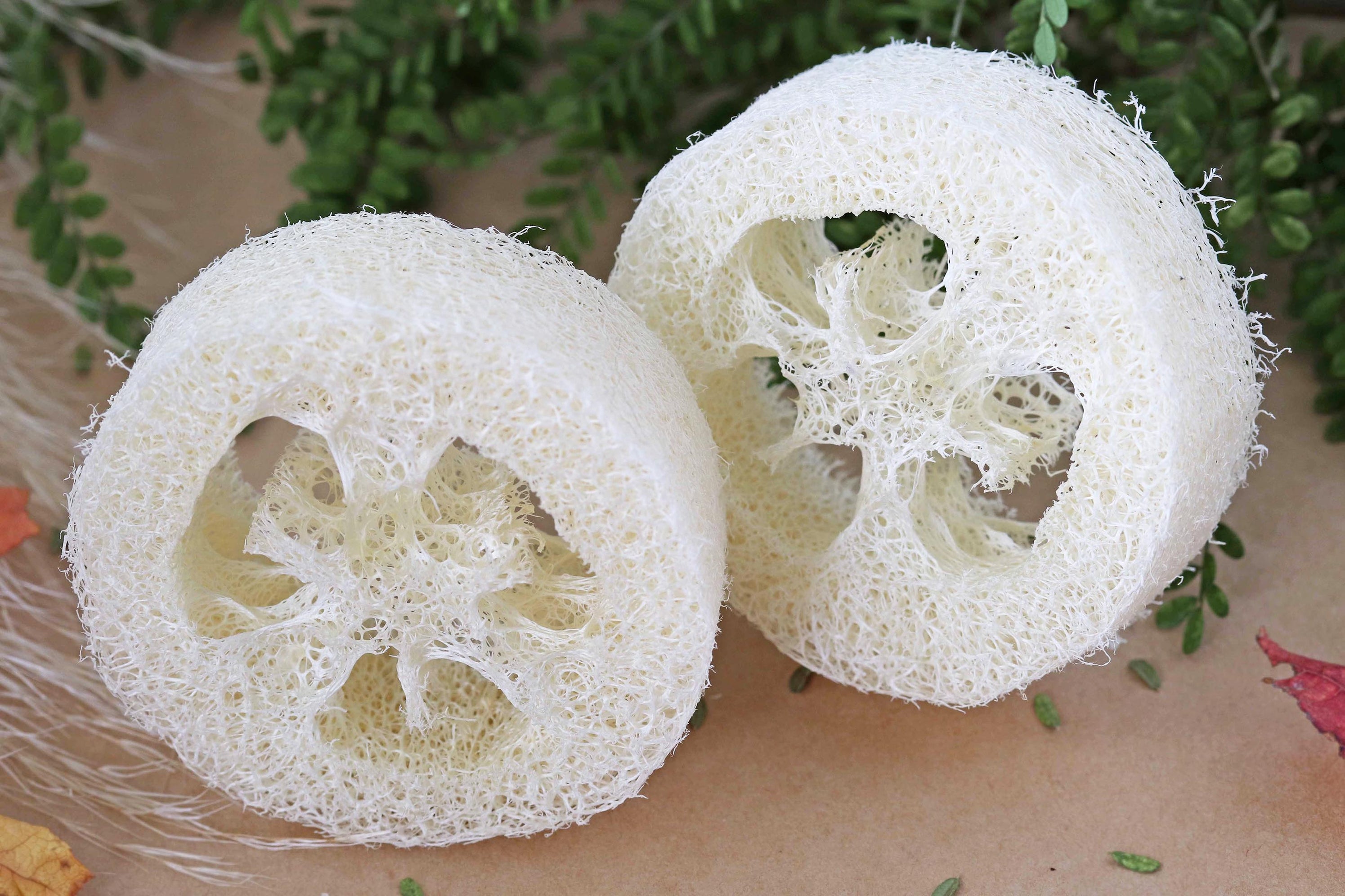 Loofah Slices – The Hidden Treehouse